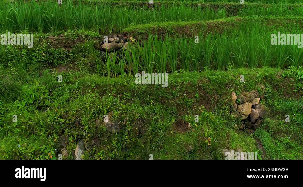 Low flying drone above green rice paddy field in steps in the ...