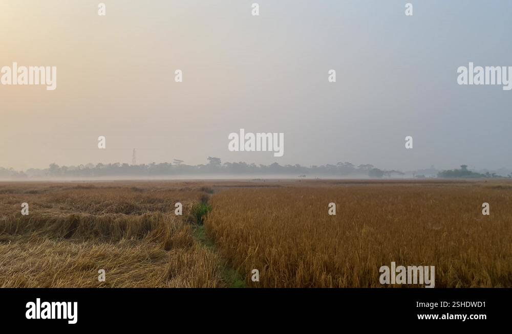 Establisher shot of dry yellow rice paddy with morning fog on distance ...