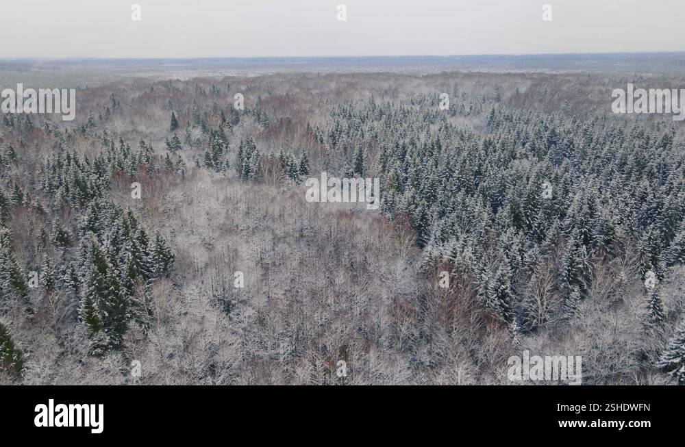 Spruce tops from above. Snowy fir trees from a drone. Beautiful winter ...