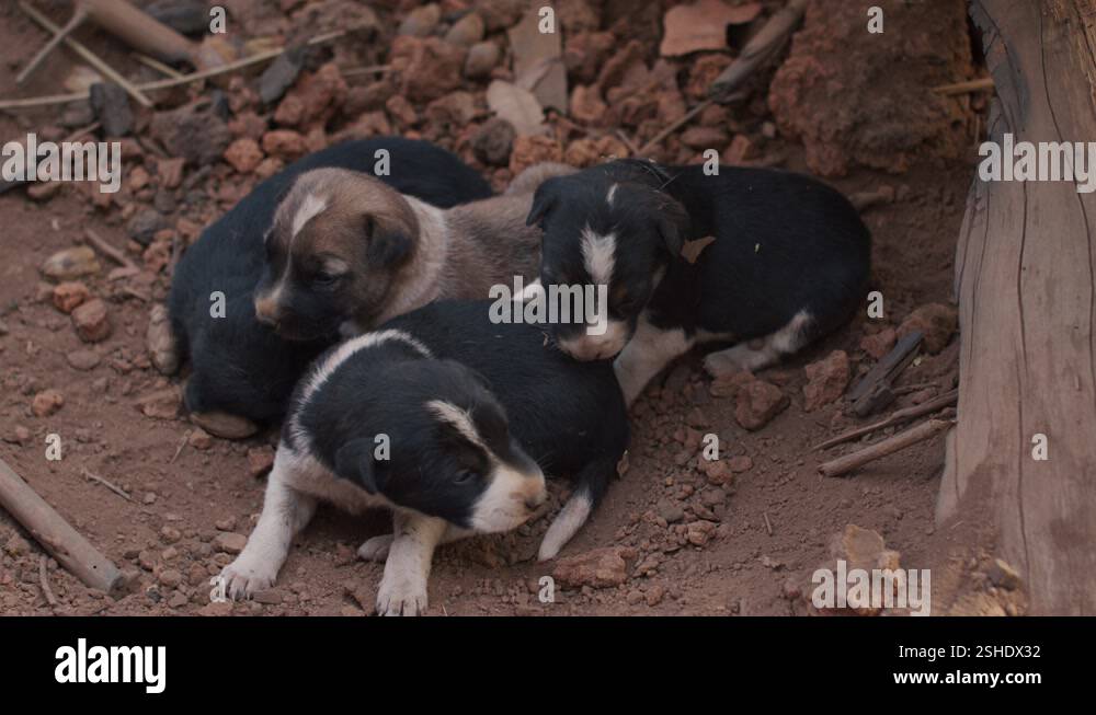 Young puppies huddled in a group. Small cute dogs sitting in a group on ...