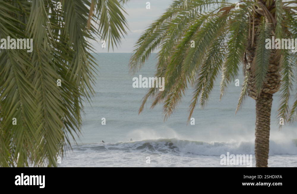 Group of surfers ride waves as palm leaves sway in the foreground Stock ...