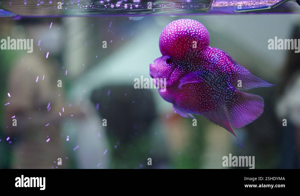Flowerhorn Lou Han Fish For Sale On Exotic Animal Pet Shop In ...