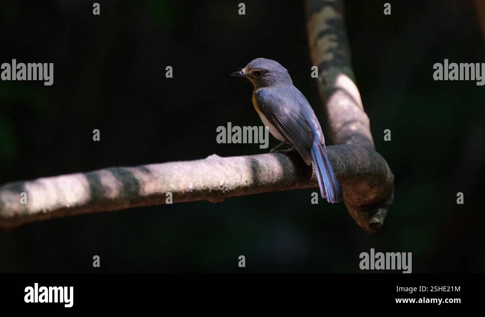 Facing to the left while perched on the branch moving with some wind ...