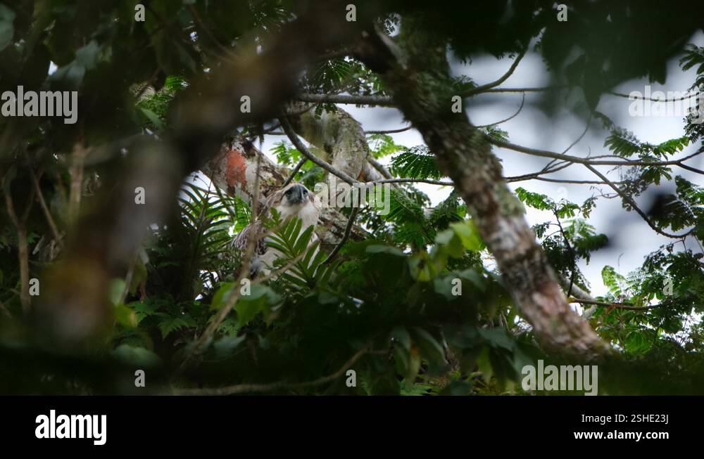 Looking down and up waiting for its parents to come during a fogging ...