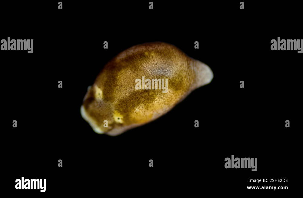 Evolutionary movement Stock Videos & Footage - HD and 4K Video Clips ...