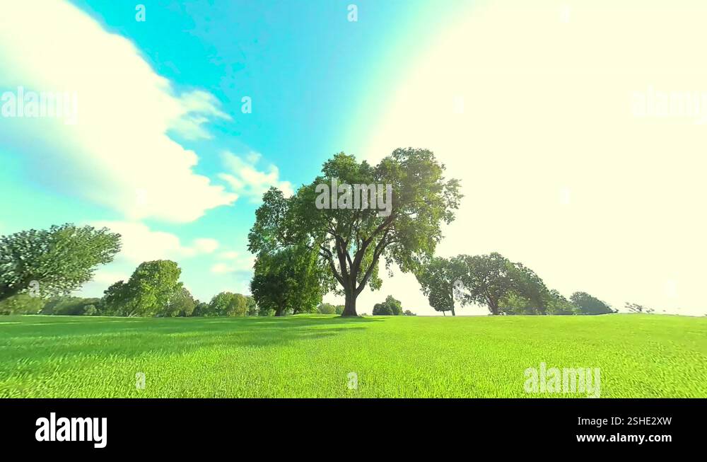HD Circling a huge tree, shot 13. Clockwise arc around tree full circle ...