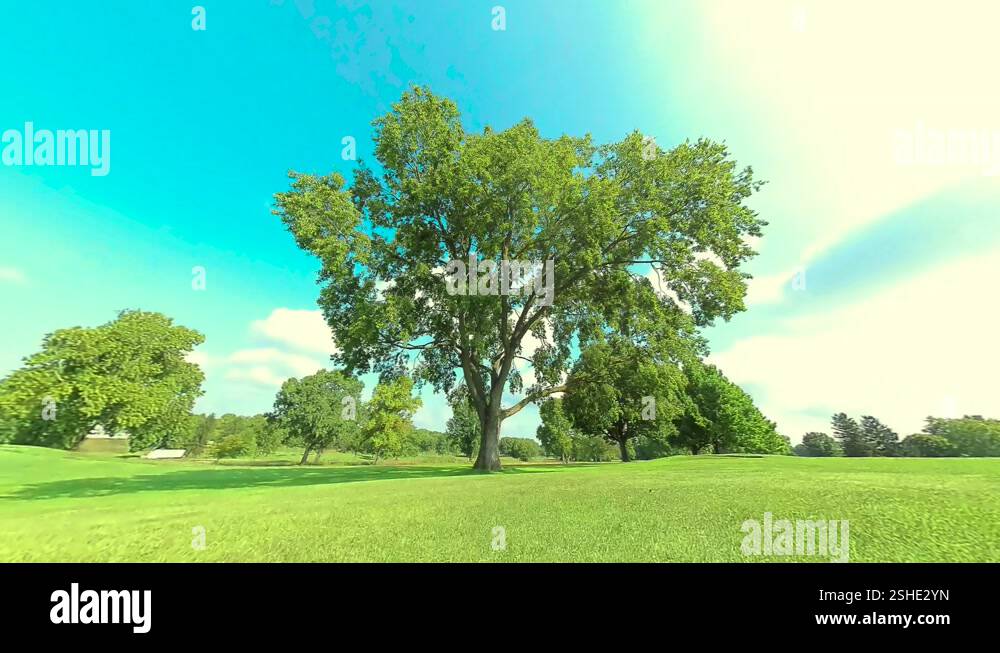 HD Circling a huge tree, shot 21. Counter clockwise arc medium frame of ...