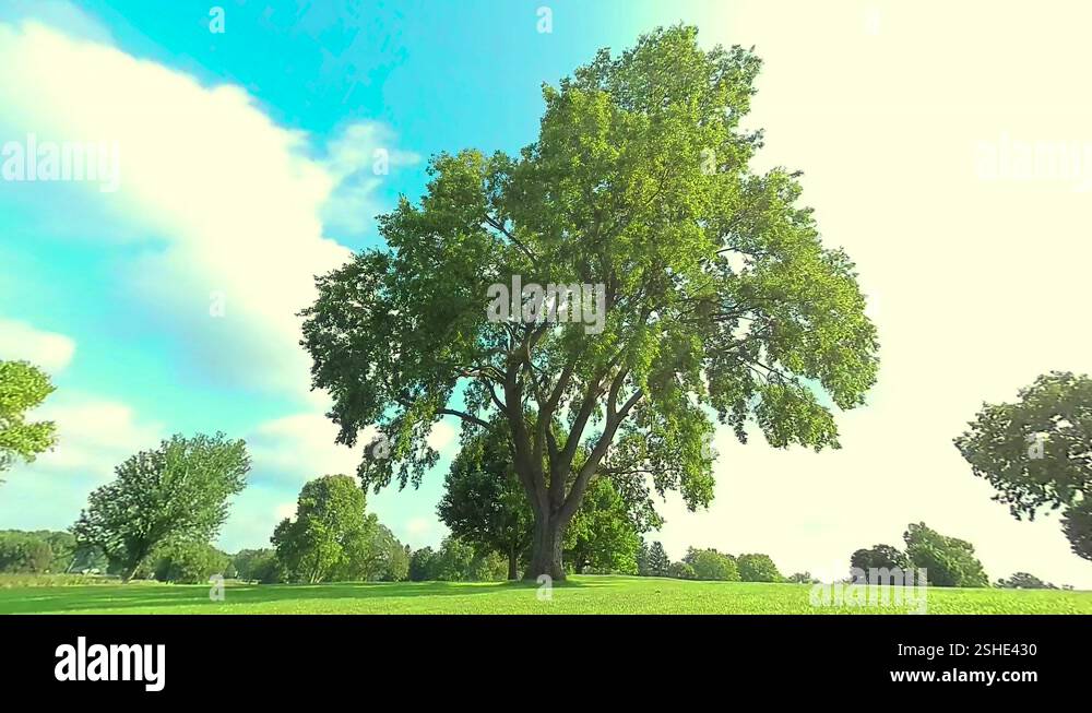 HD Circling a huge tree, shot 5. Clockwise arc tight tree top to bottom ...