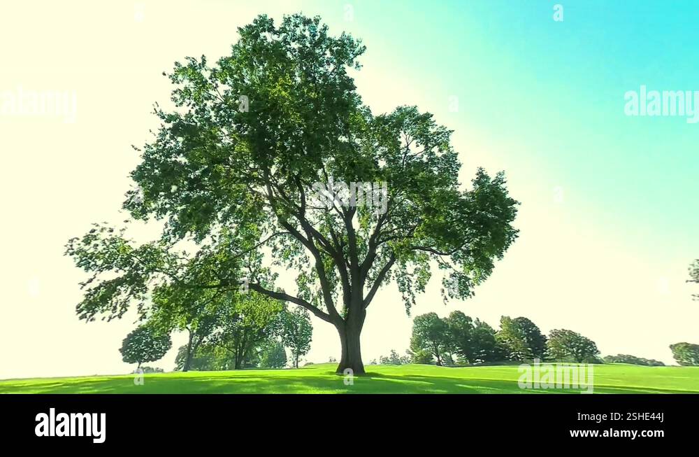 HD Circling a huge tree, shot 4. Counter clockwise arc all the way ...