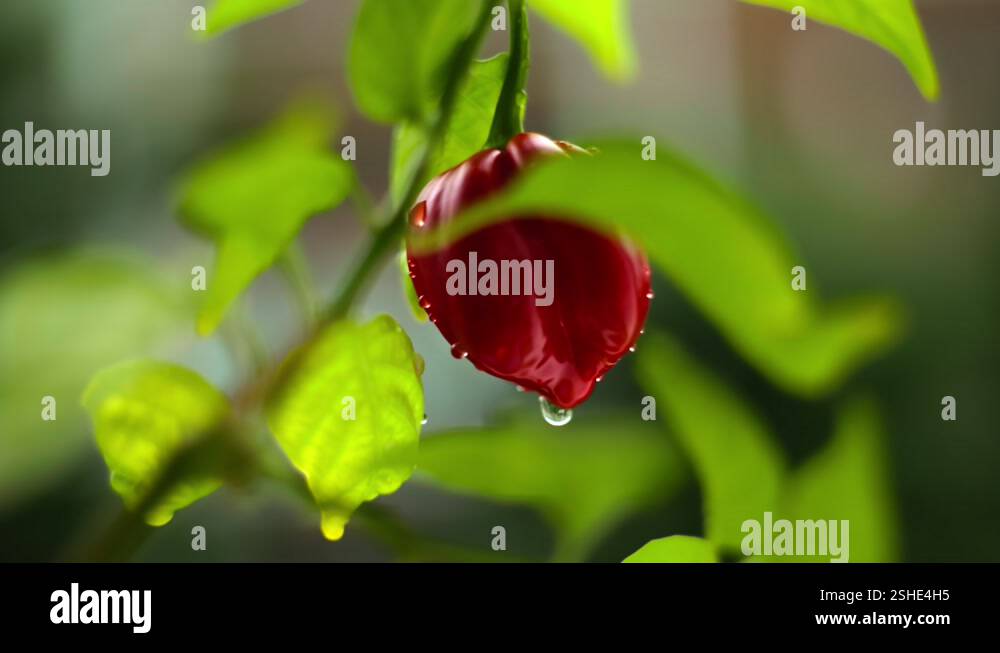 Spicy Tasty Fresh Vibrant Peppers delicious colourful on Plant vines ...