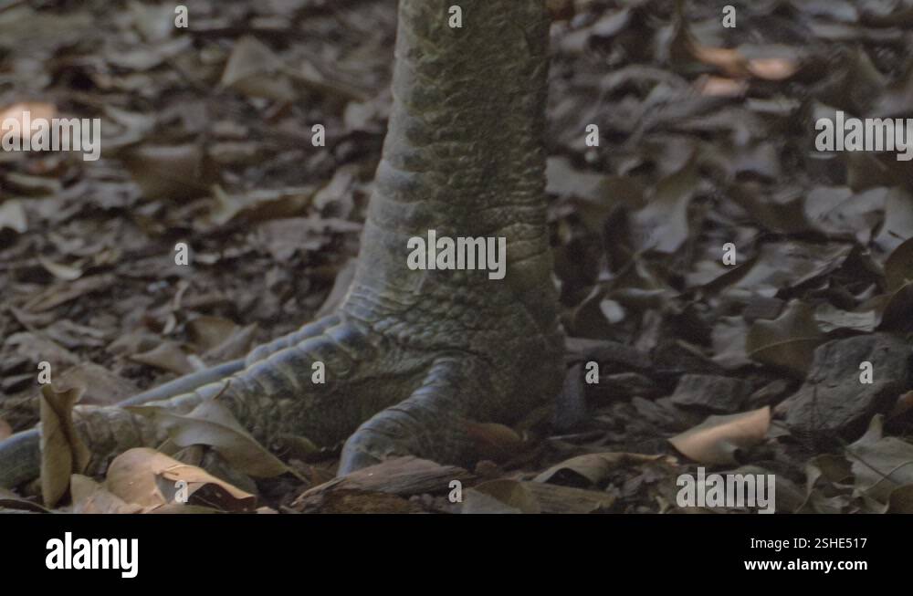 Southern cassowary casuarius feet Stock Videos & Footage - HD and 4K ...