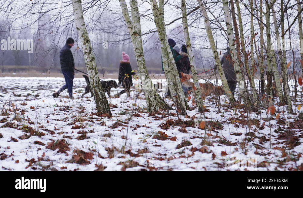 Volunteers from dog shelter on a walk with rescued stray dogs Stock ...
