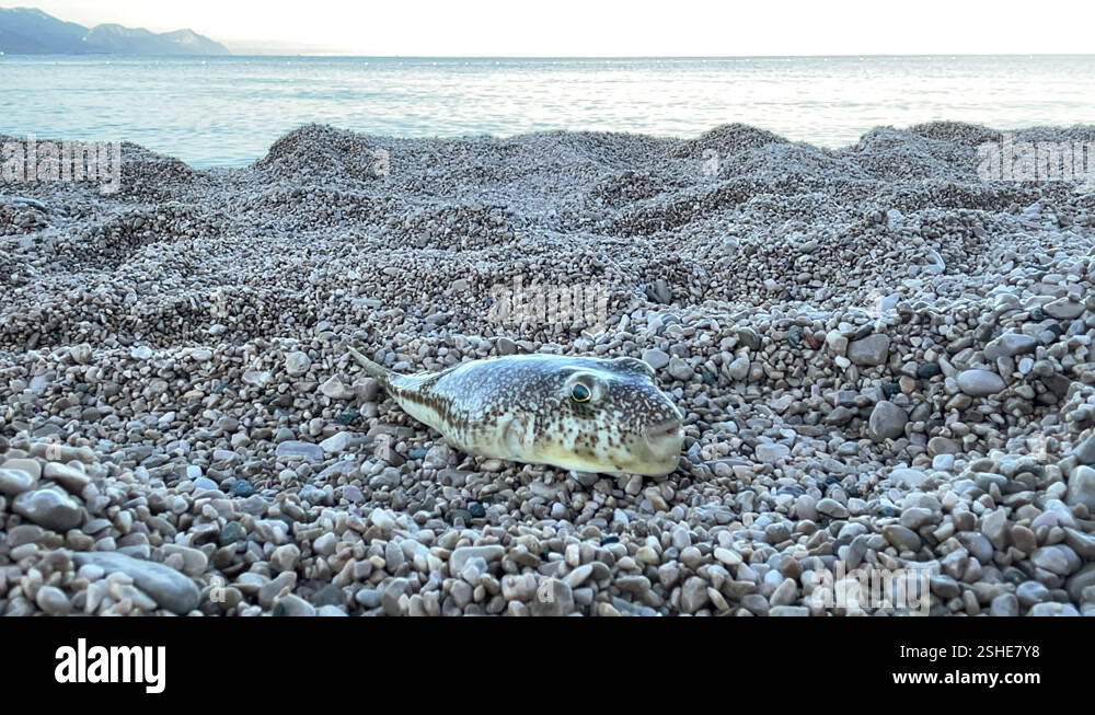 Puffer fish thrown on the beach sand. Sea dweller out of water Stock ...