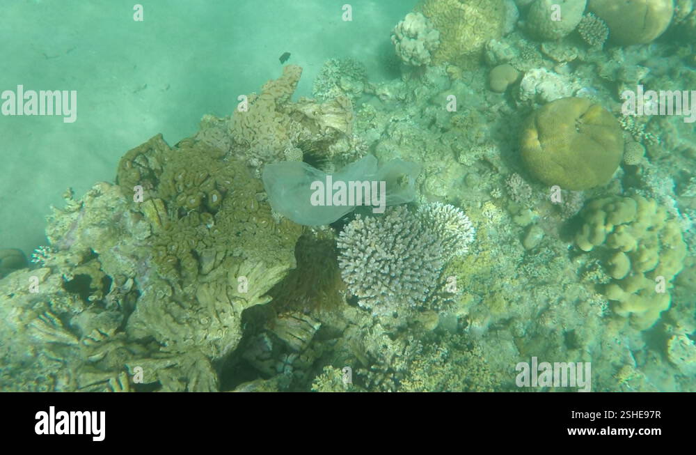 Top view of a trash plastic bag floating over coral reefs in the Red ...