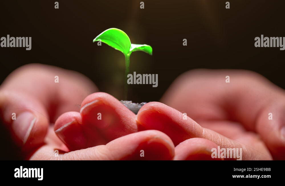 In the hands of a child, a handful of earth with a sprout on which ...