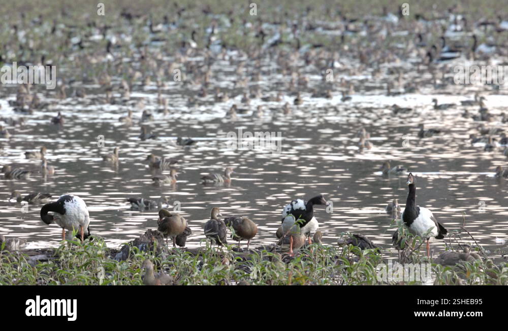 a morning shot large flock of magpie geese and plumed whistling-ducks ...
