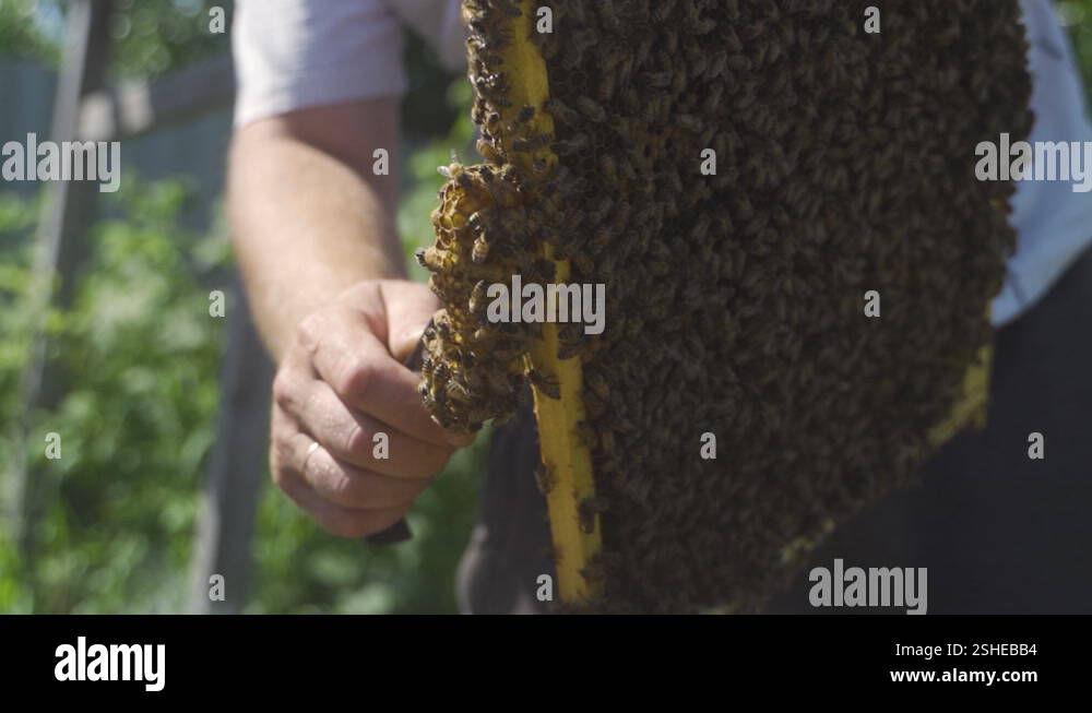 Beekeeper examines the frame with bees, removes the growth honeycomb ...