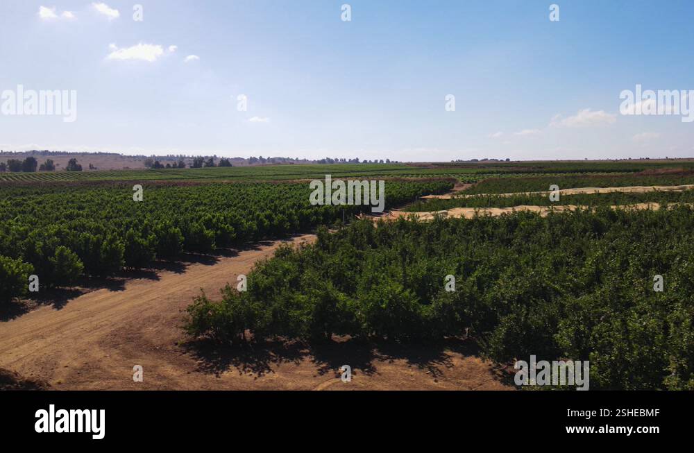 Panning low level drone shot, rows of apple trees growing on farm ...