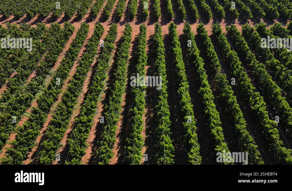 Nectarine farm with rows of green trees growing and trellising, Israel ...