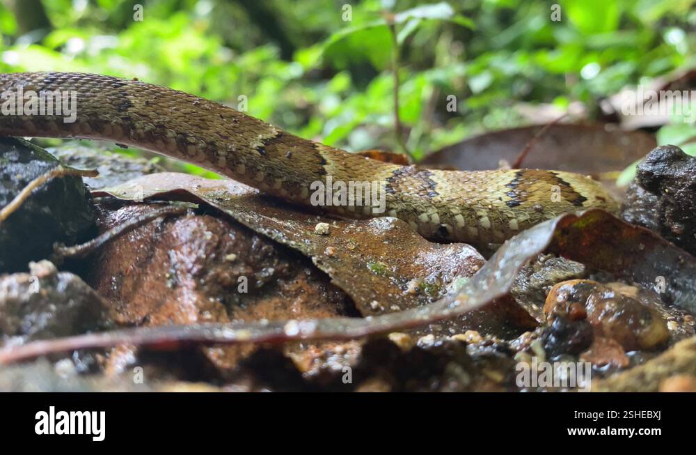 Pit viper Jararaca (Bothrops jararaca) young baby moving on florest ...
