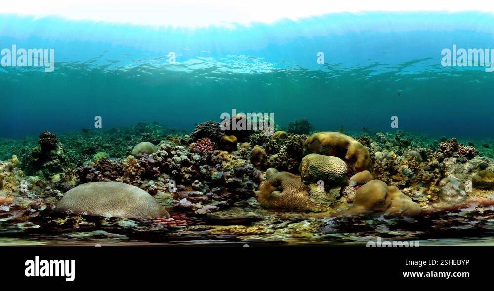 Coral reef and tropical fish. 360-Degree view Stock Video Footage - Alamy