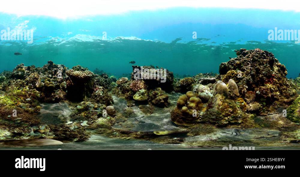 Coral reef and tropical fish. 360-Degree view Stock Video Footage - Alamy
