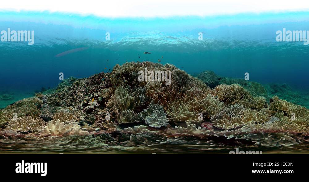 Coral reef and tropical fish underwater. 360-Degree view Stock Video ...