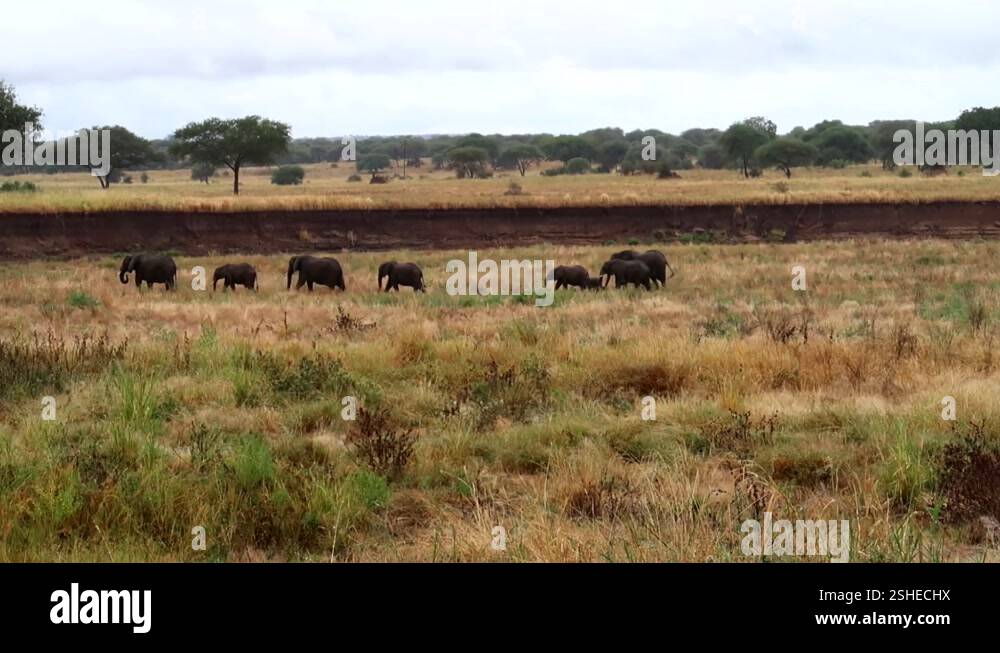 Group of eight elephants with baby walking in line in vast savanna in ...