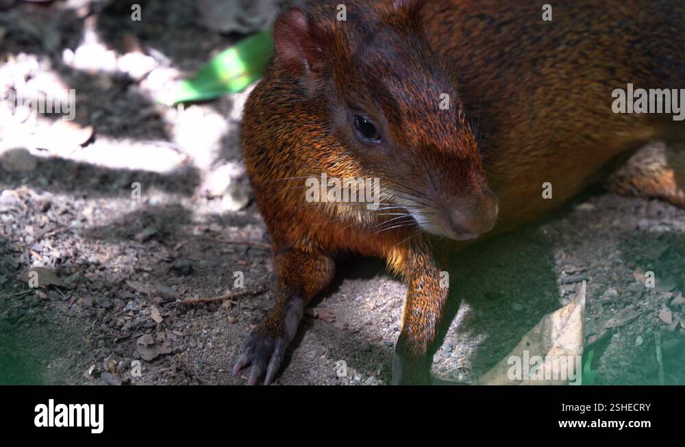 Azara's agouti, dasyprocta azarae resting on the ground in the ...