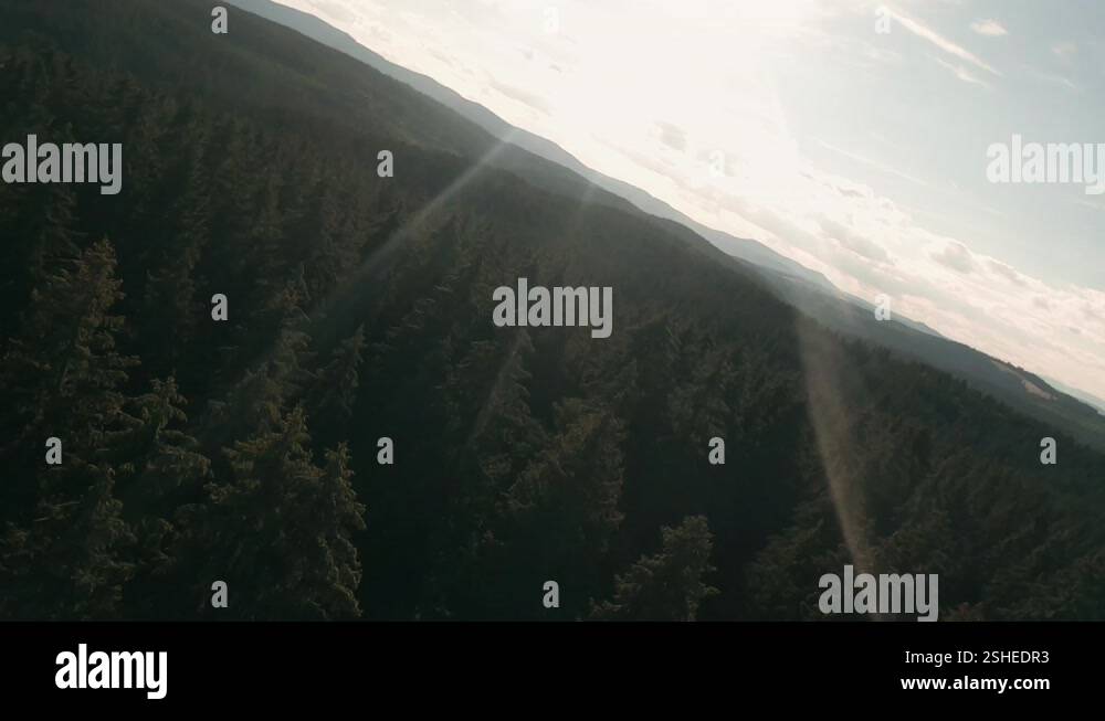 Flying very close to the spruce tree tops and descending towards a herd ...