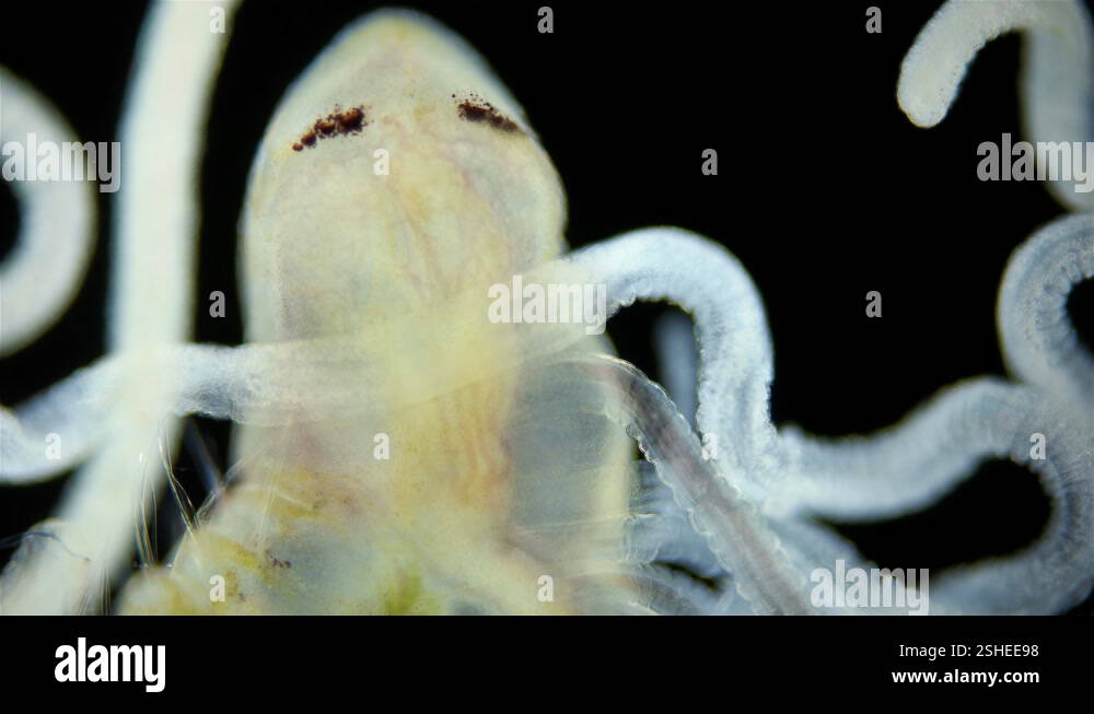 Worm Polychaeta Cirratulus sp. under a microscope, family Cirratulidae ...
