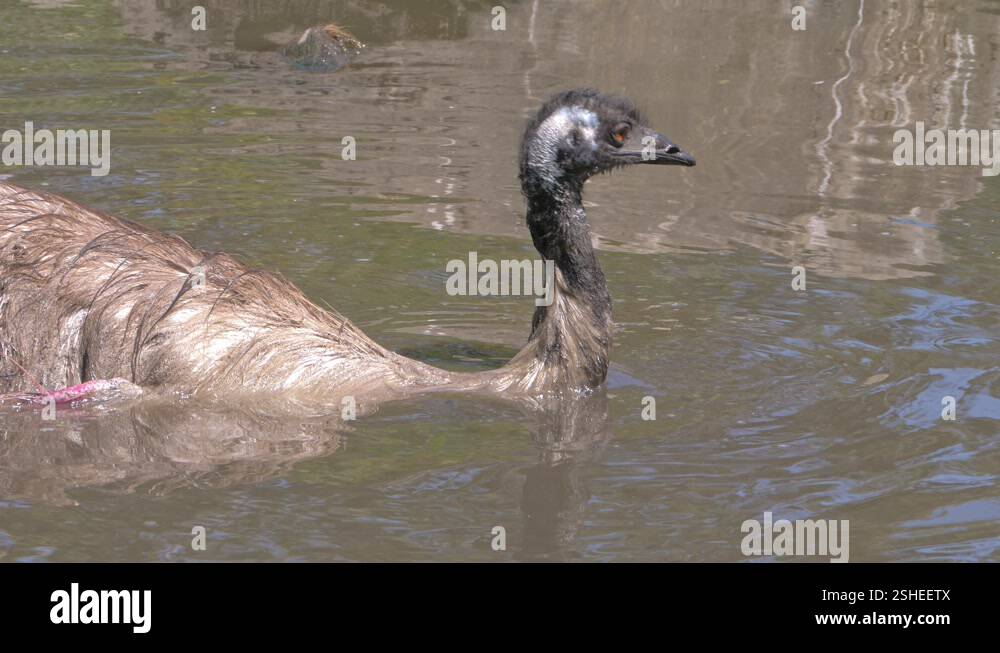 Large Flightless Emu Bird Swimming In Shallow Water In Queensland Stock ...