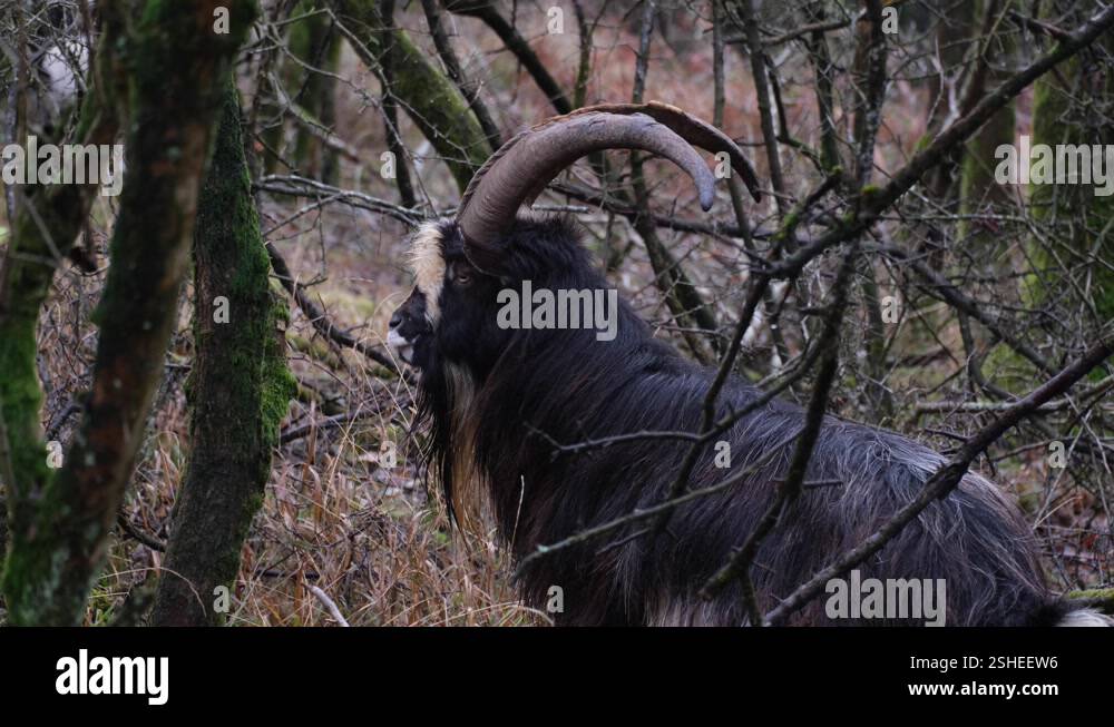 Large long haired goat with big horns in a woodland forest in rural ...