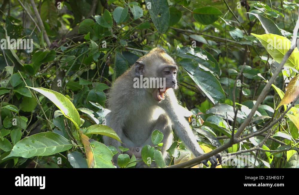 Macaque yawning in a tree in the jungle of Borneo. Monkey in the jungle ...
