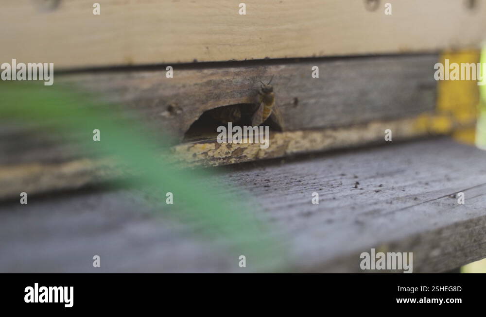 Bees fly into the hive after a few years, taphole. Honey, a beehive ...