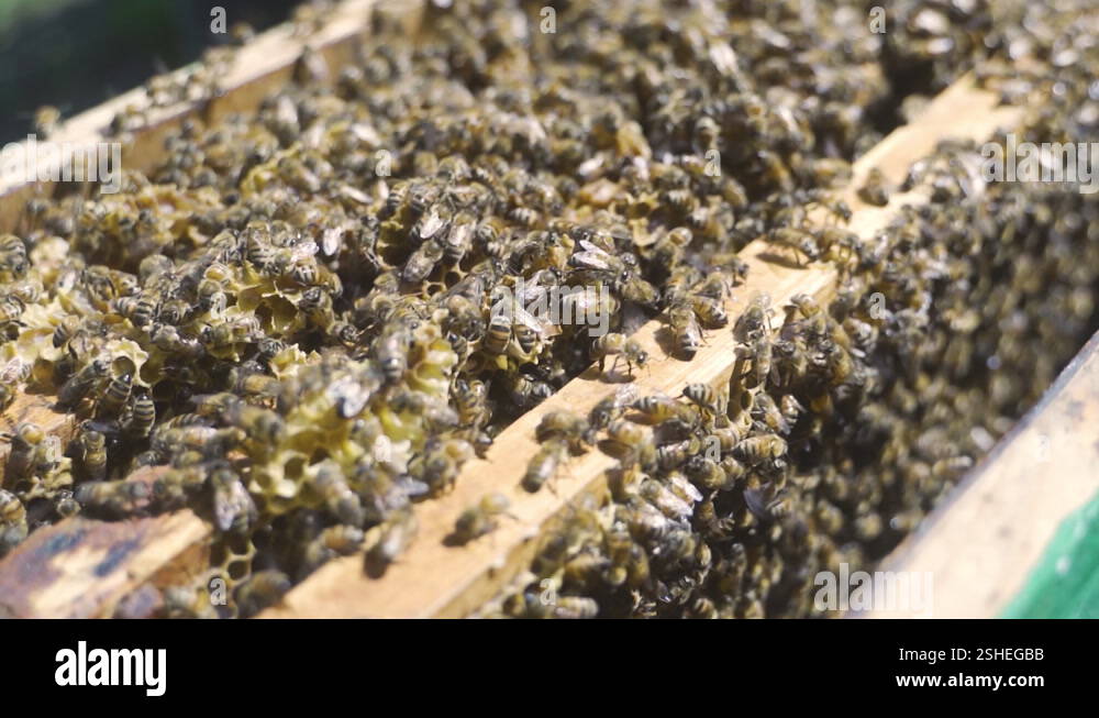Open beehive with frames, honey. Production of honey and other products ...