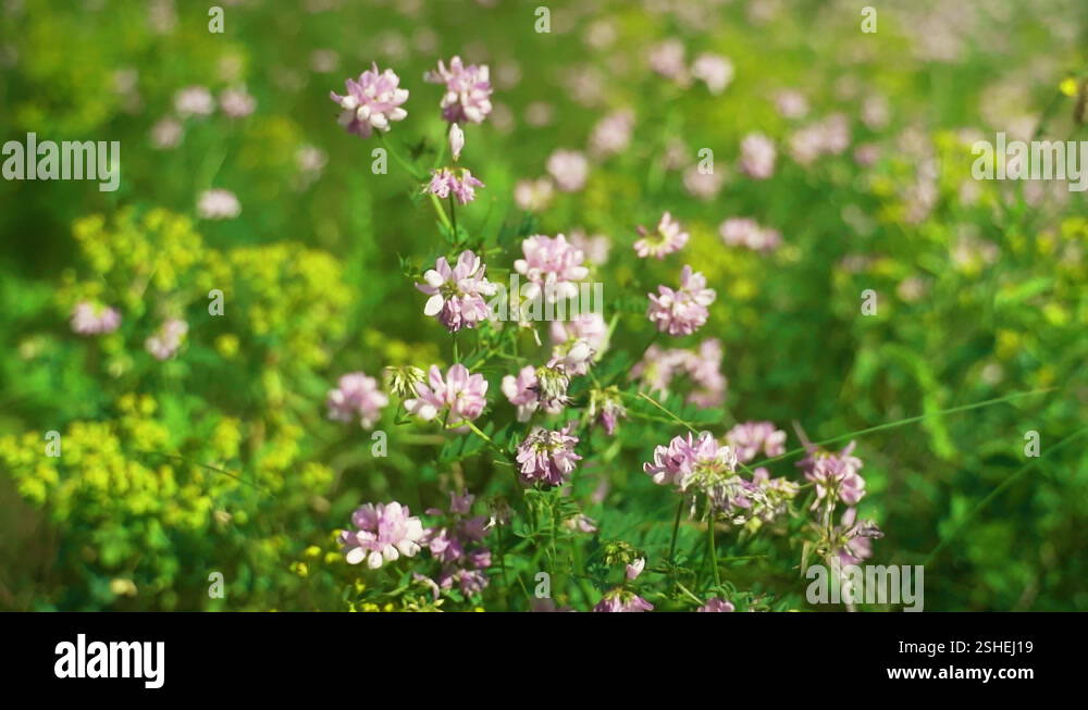 Wildflowers, meadow flowers on a sunny, clear summer day, on an open ...