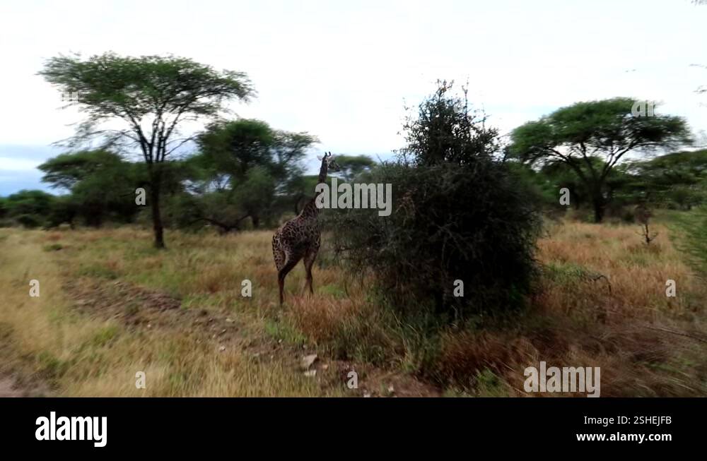 Giraffe ran away from the safari car driving by, a wild animal escaping ...
