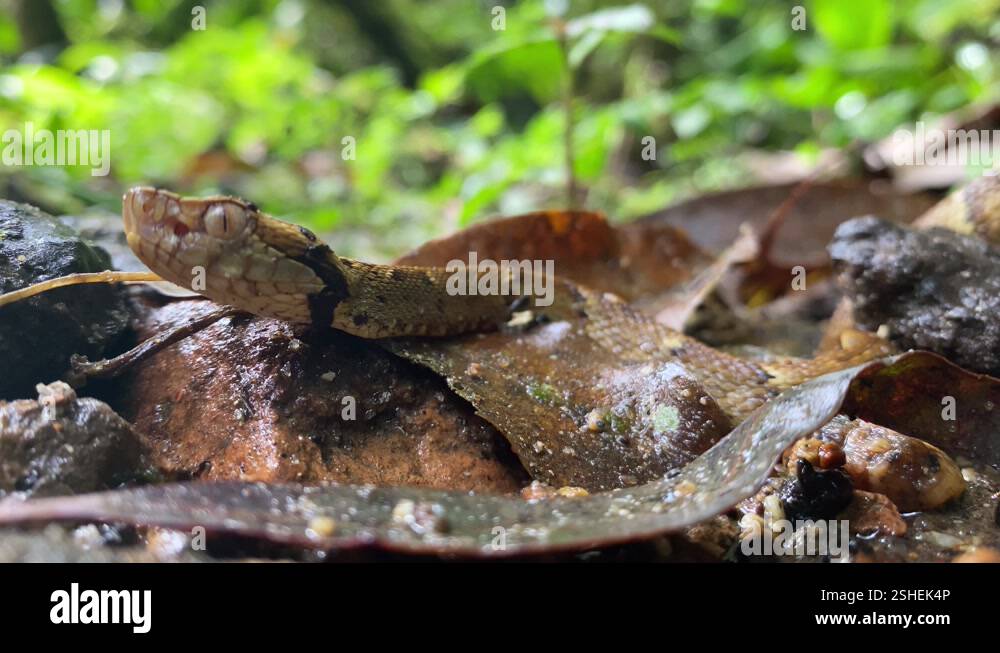 Pit viper Jararaca (Bothrops jararaca) snake eye detail and head moving ...