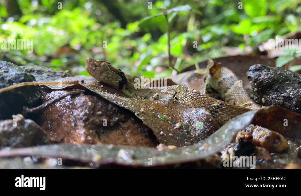Pit viper Jararaca (Bothrops jararaca) young snake moving with heads up ...