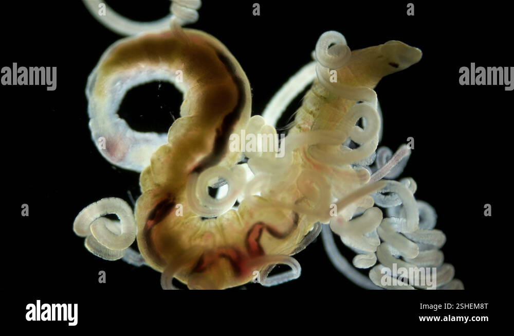 Worm Polychaeta Cirratulus sp. under a microscope, family Cirratulidae ...