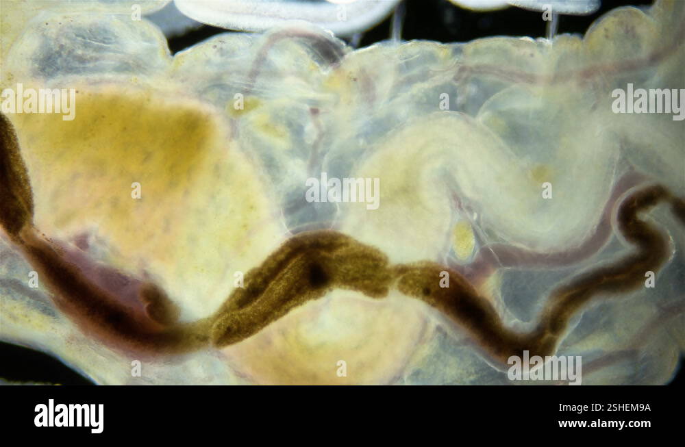 Worm Polychaeta Cirratulus sp. under a microscope, family Cirratulidae ...