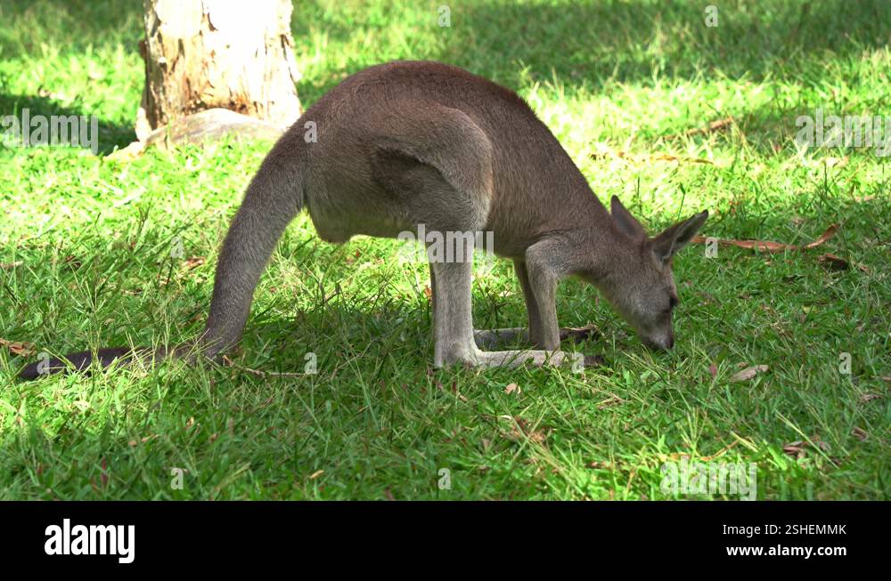 Herbivorous eastern grey kangaroo, macropus giganteus spotted in the ...