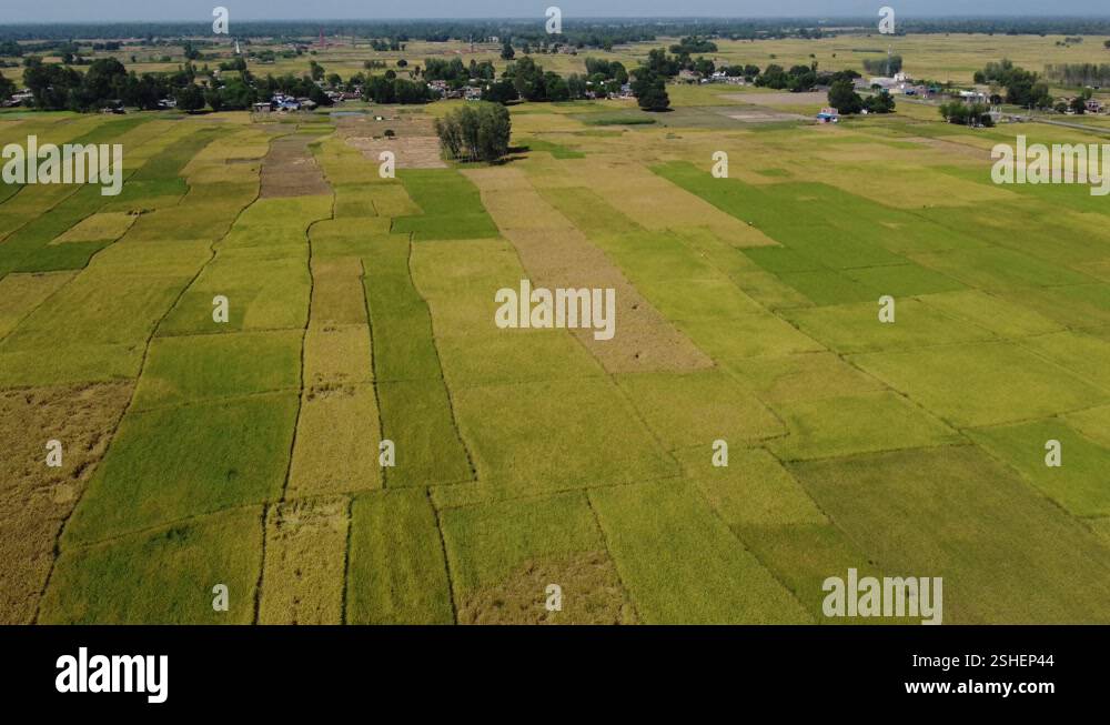 An aerial flight over the beautiful rice paddies ready for harvest ...
