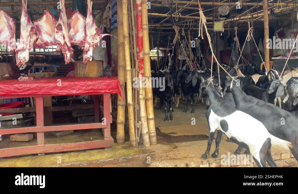 Butcher cutting meat next to tied up goats in barn, animal cruelty ...