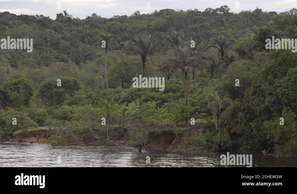 Point Of View Growth Of Green Trees In Amazon Rainforest By Sea ...