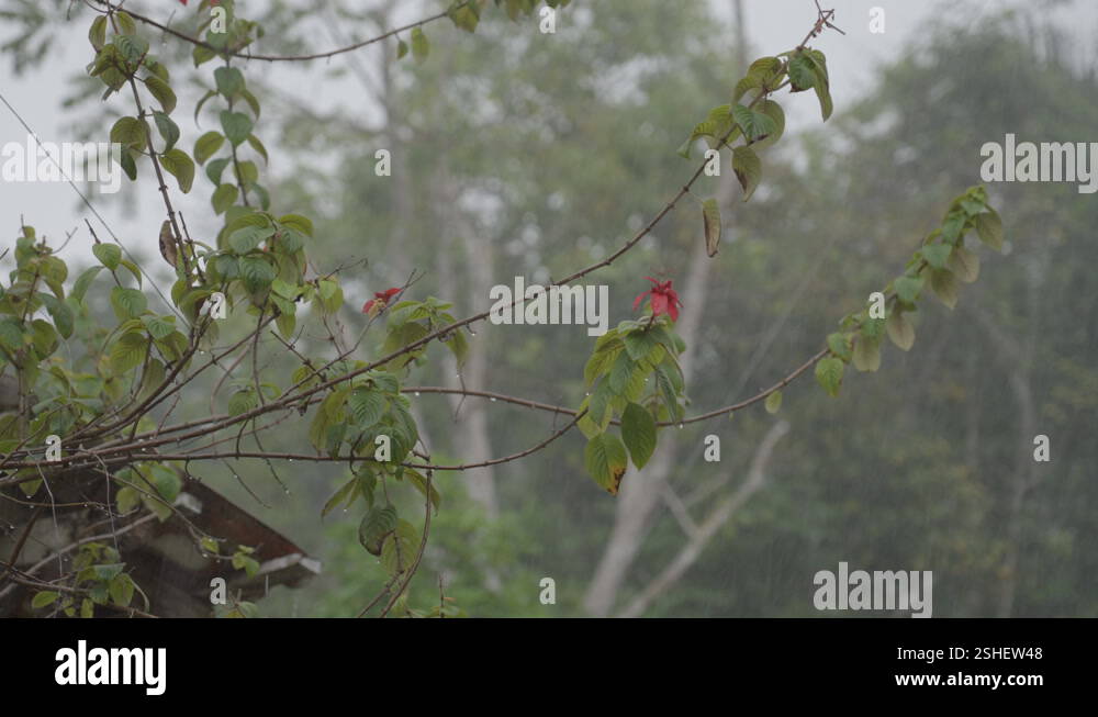Flowering trees in brazil Stock Videos & Footage - HD and 4K Video ...