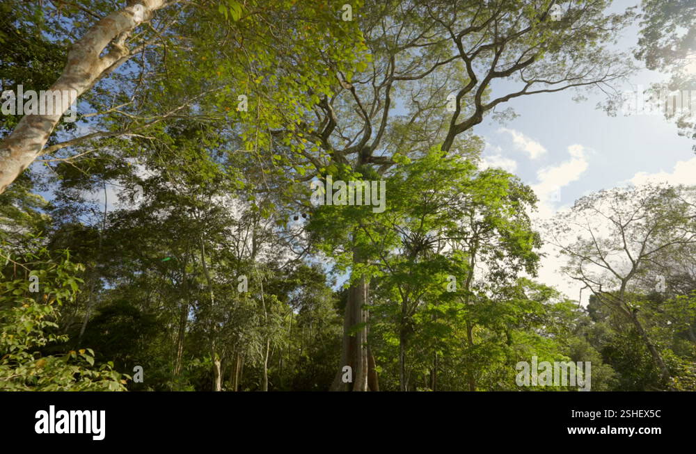Point Of View Tilt Up Growth Of Green Trees In Amazon Rainforest ...