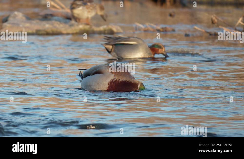 Foraging Male Mallard Duck And Eurasian Teal In Shallow River Water ...