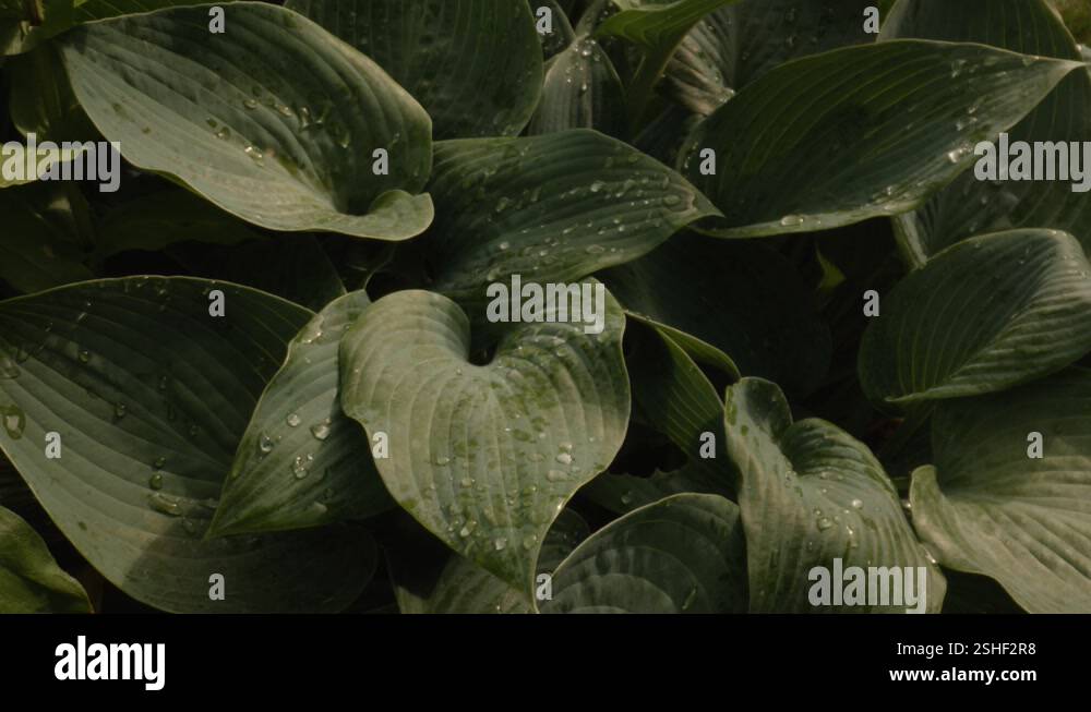 Pan across big green leaf plant Stock Video Footage - Alamy